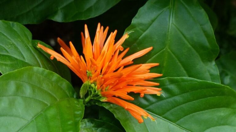 MUICLE: PLANTA MEDICINAL ANCESTRAL, DESCUBRE SUS BENEFICIOS ...